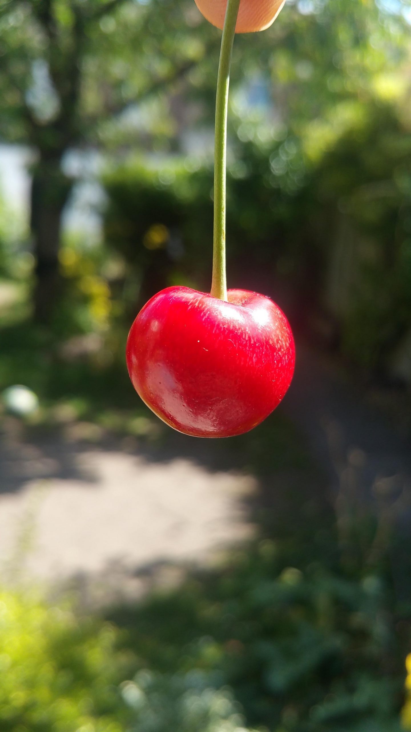 Promesse de cerise - Juste Yoga